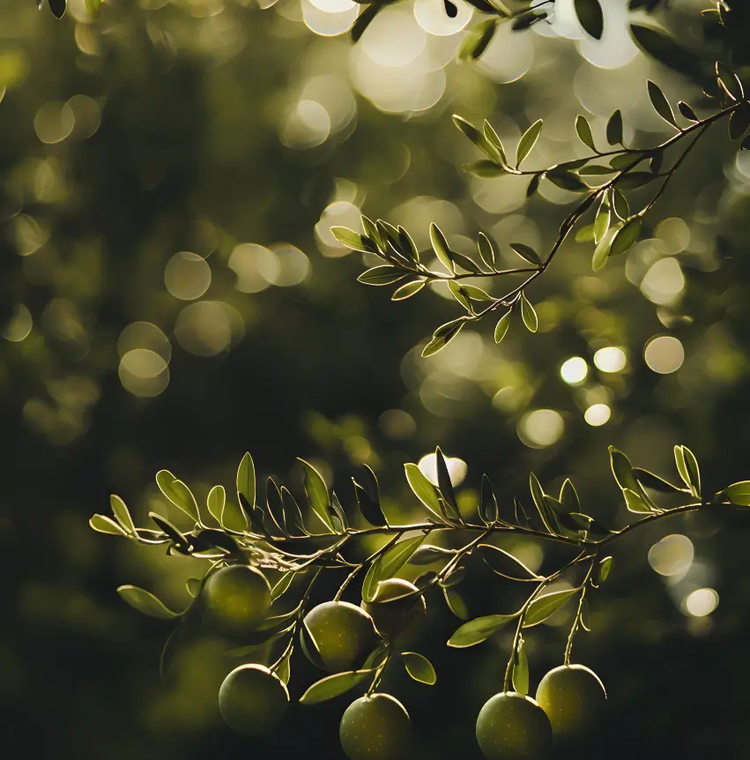November Early Harvest Olive Oil | High Phenolic Olive Oil – Masworth